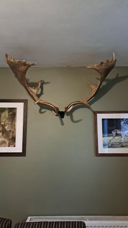 RACK HUB® Premium Antler Displays - Bring Nature Home