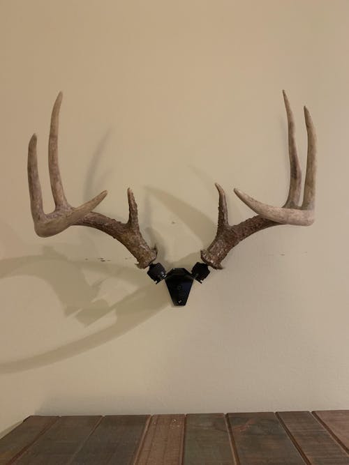RACK HUB® Premium Antler Displays - Bring Nature Home