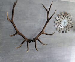 RACK HUB® Premium Antler Displays - Bring Nature Home