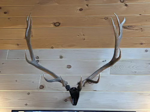 RACK HUB® Premium Antler Displays - Bring Nature Home