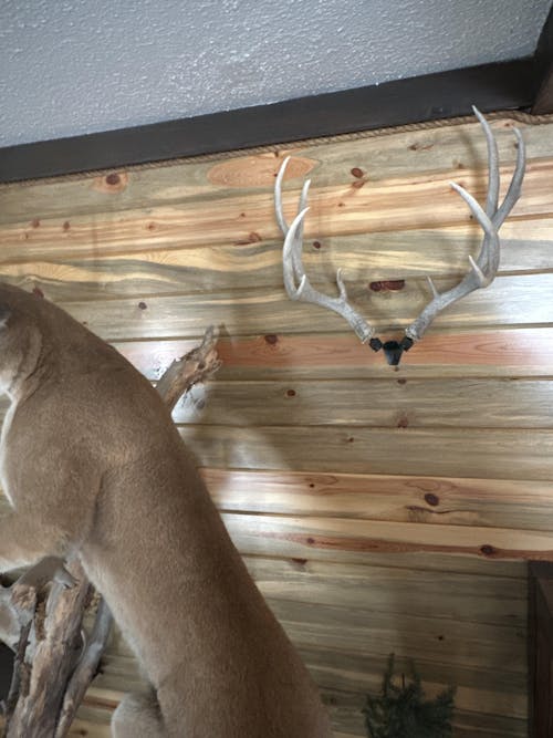 RACK HUB® Premium Antler Displays - Bring Nature Home