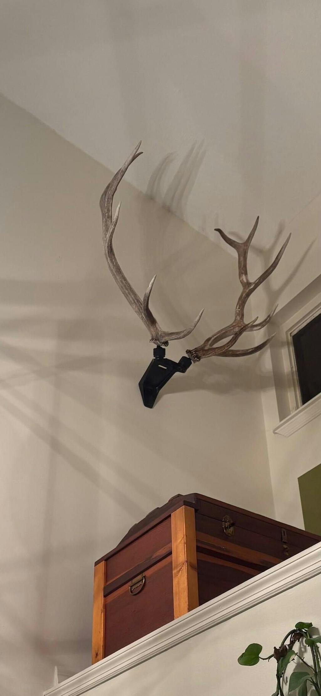 RH2 XL - DIY BIG GAME ANTLER MOUNTING SYSTEM – RACK HUB®