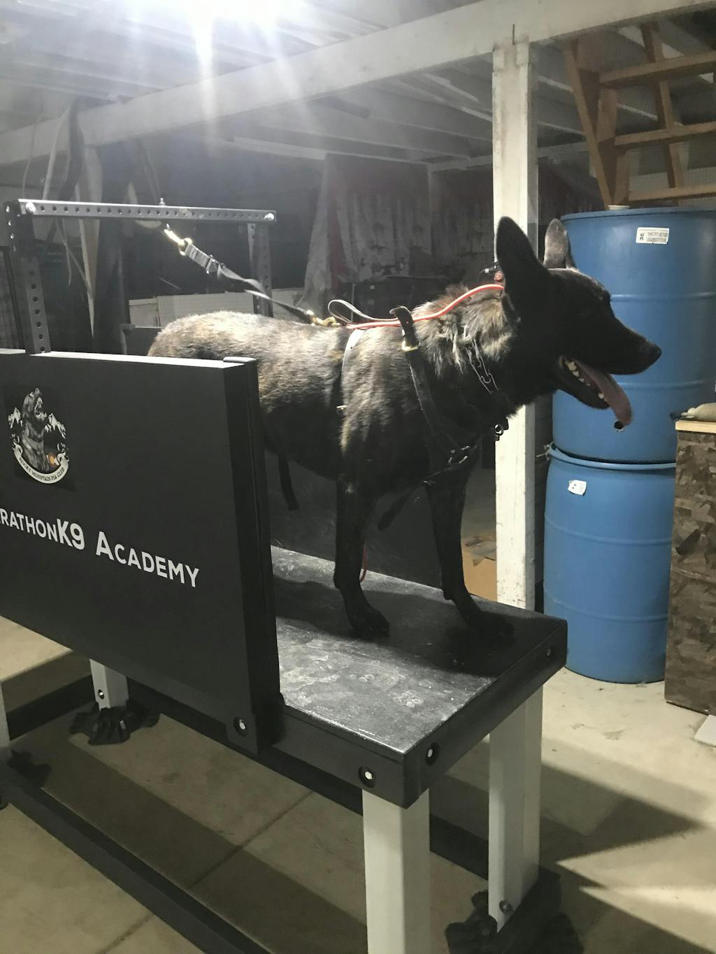 Adjustable Table/Treadmill Back Tie – Rader K9