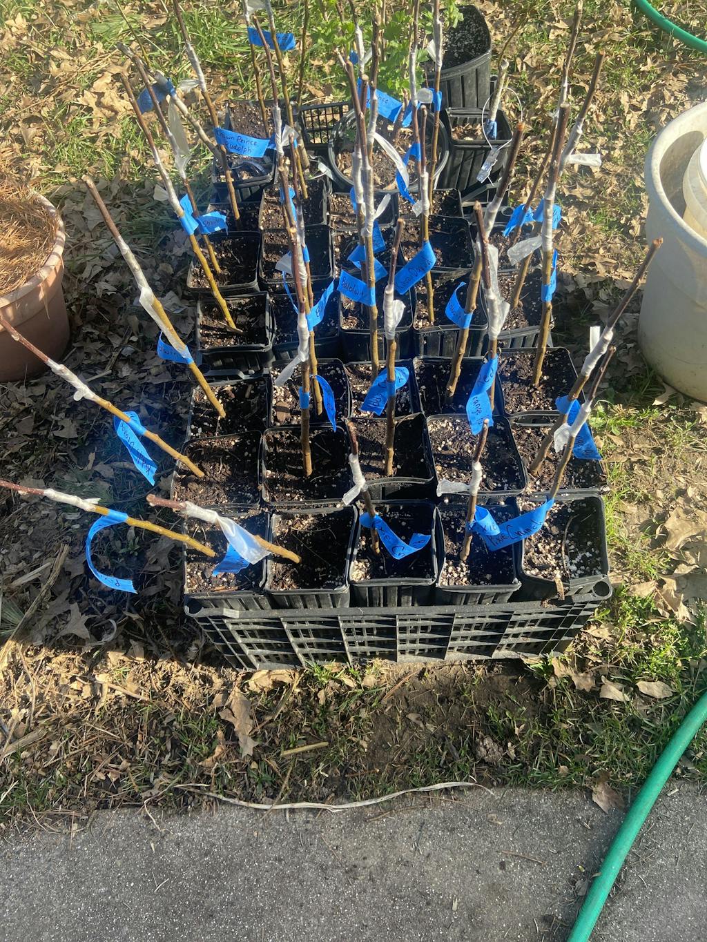 MM111 Apple Roostock — Raintree Nursery