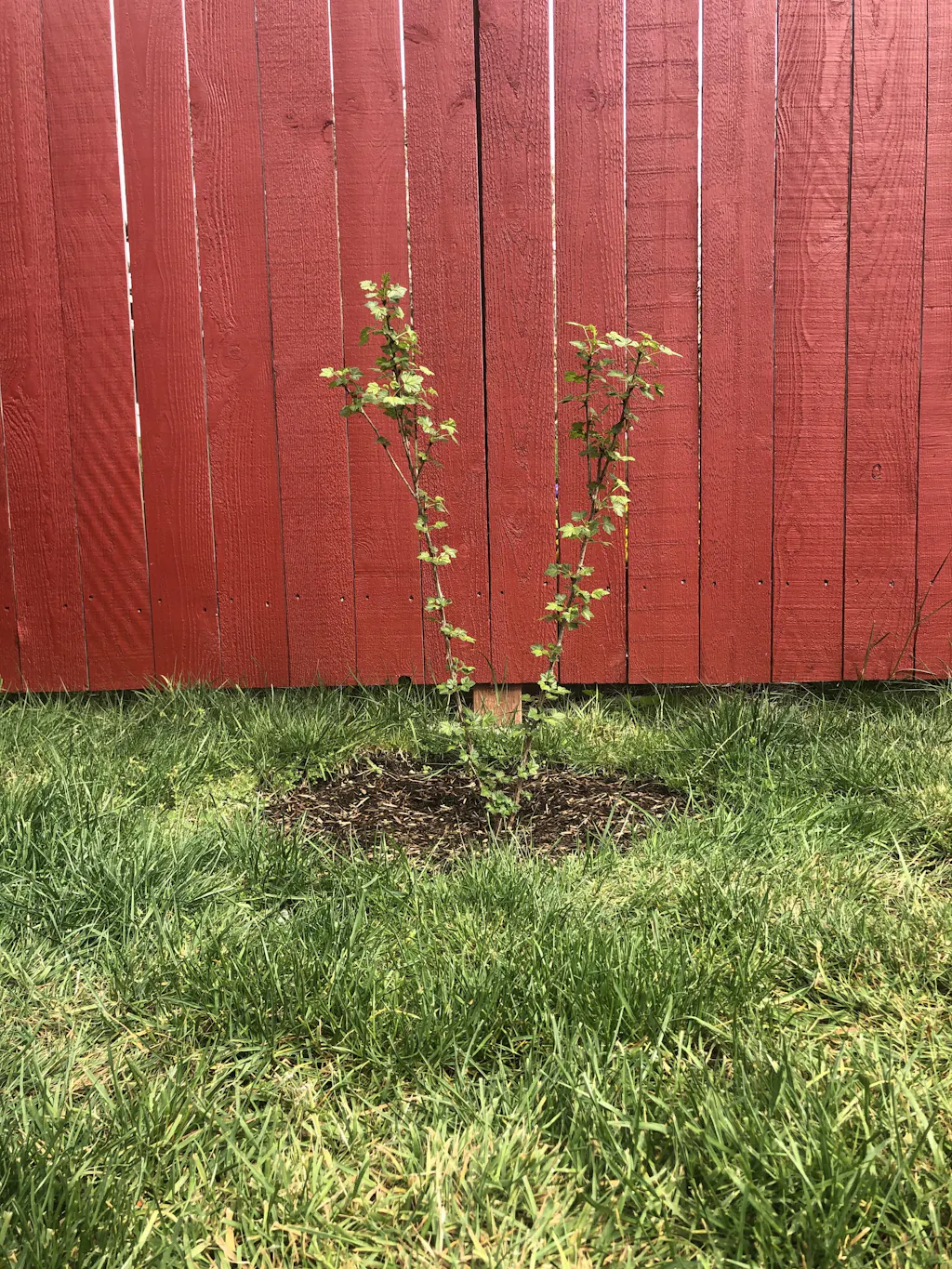 Black Velvet Gooseberry — Raintree Nursery