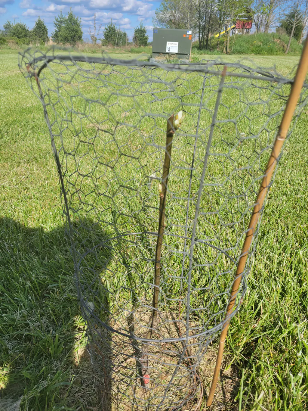 Crimea™ Quince — Raintree Nursery
