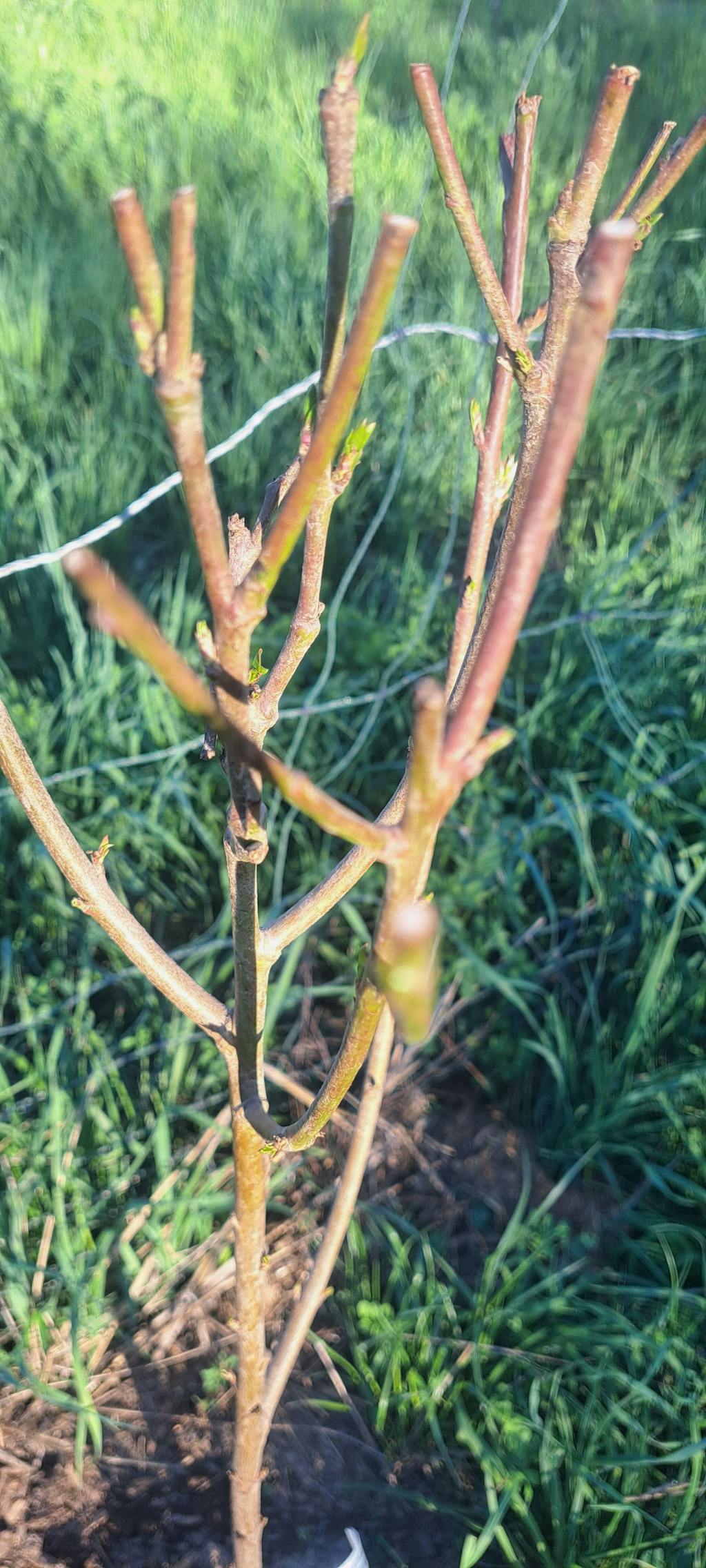 Reliance Peach — Raintree Nursery