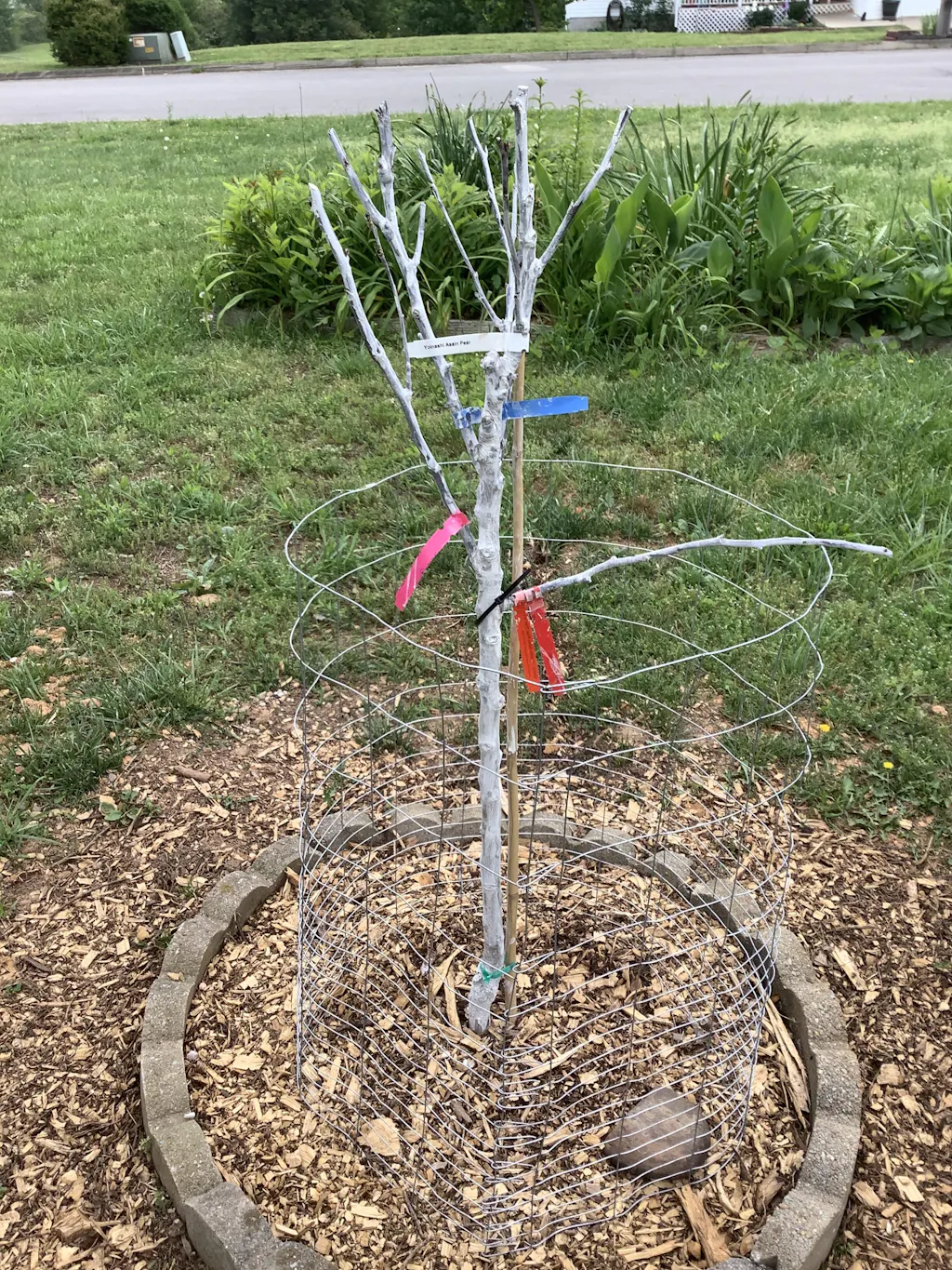 Combo Asian Pear Tree (4 varieties)