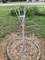 Combo Asian Pear Tree (4 varieties)