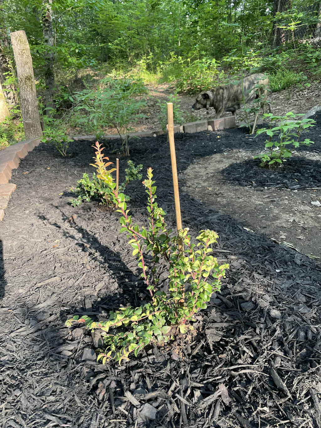 Evergreen Huckleberry — Raintree Nursery