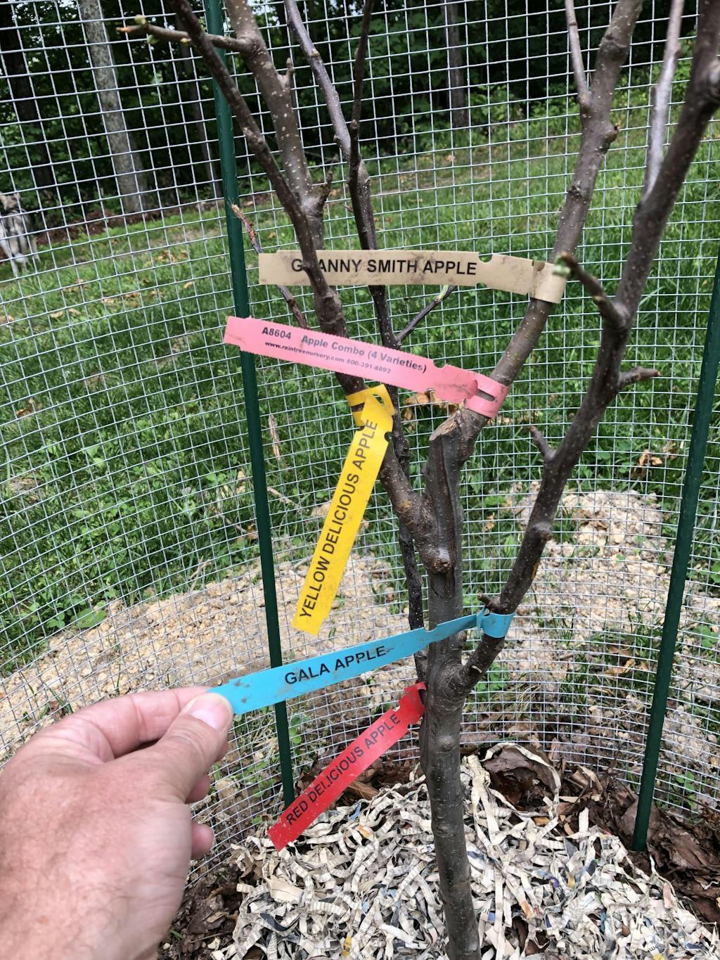 Apple Combo (4 Varieties) — Raintree Nursery
