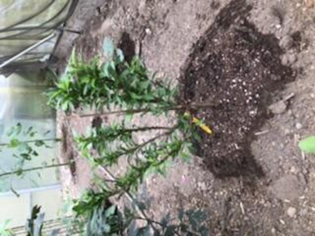 Garden Delight Nectarine-Miniature — Raintree Nursery