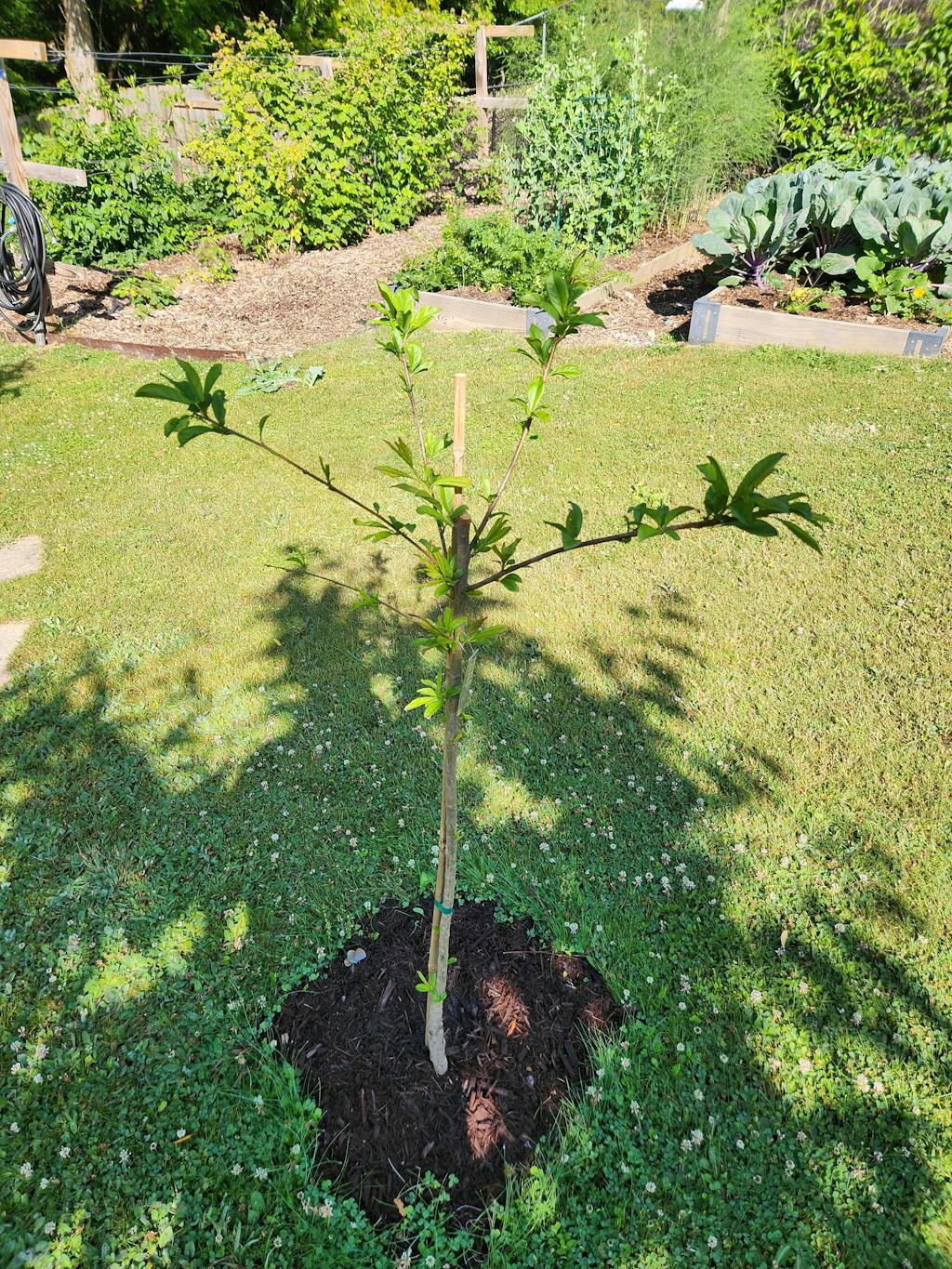 Dapple Dandy Pluot — Raintree Nursery