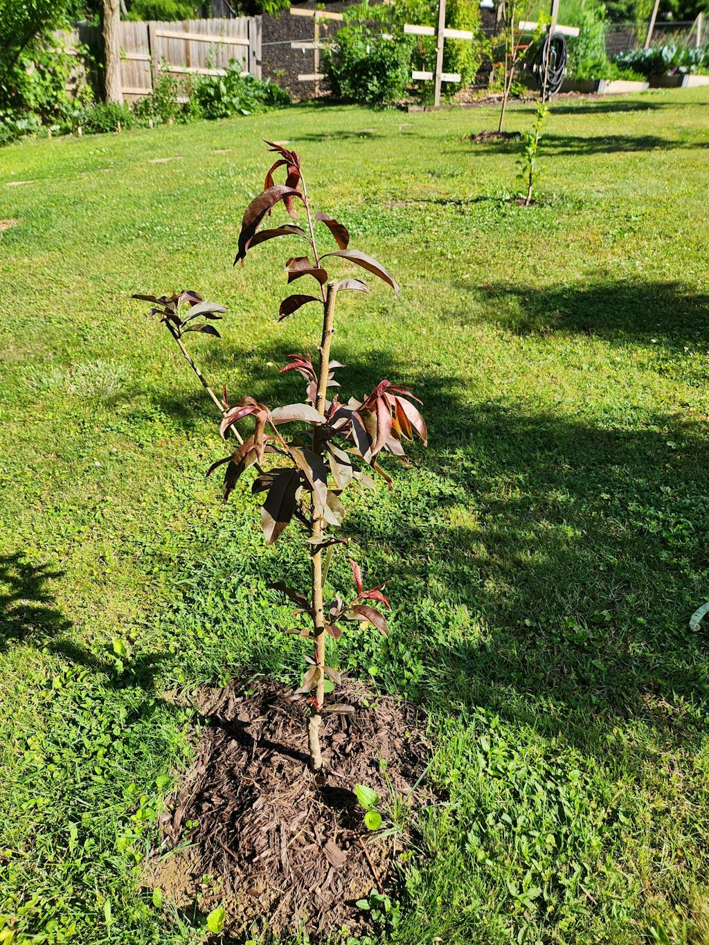 Spice Zee NectaPlum™ — Raintree Nursery