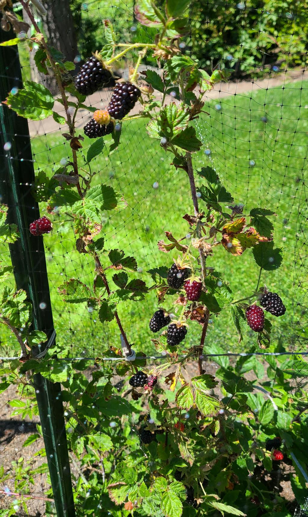 Cascade Trailing Blackberry — Raintree Nursery