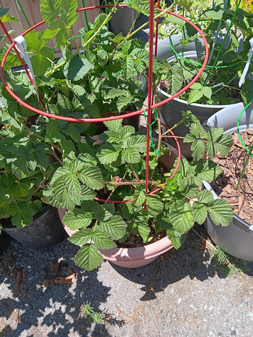 Olympic Berry — Raintree Nursery