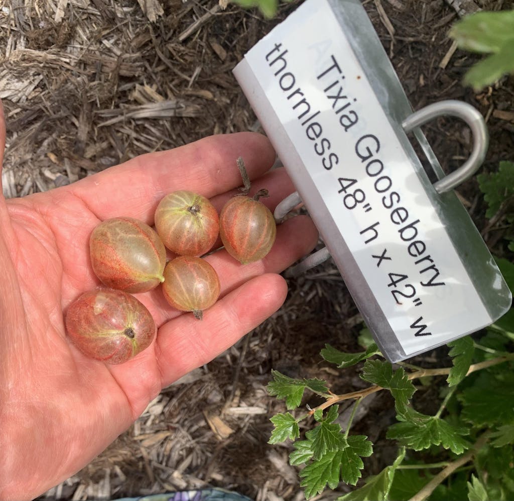 Tixia Gooseberry — Raintree Nursery