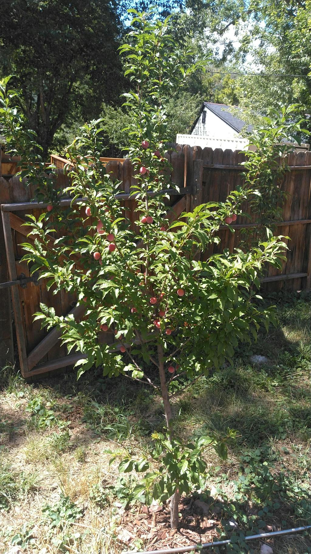 Sweet Treat Pluerry — Raintree Nursery