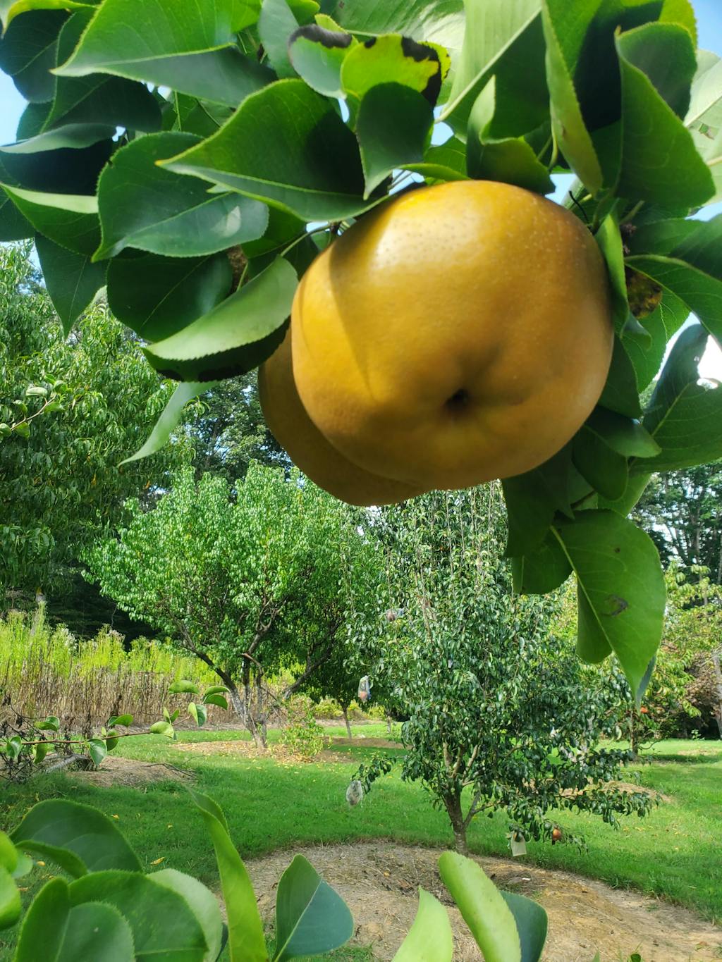 Atago Asian Pear — Raintree Nursery
