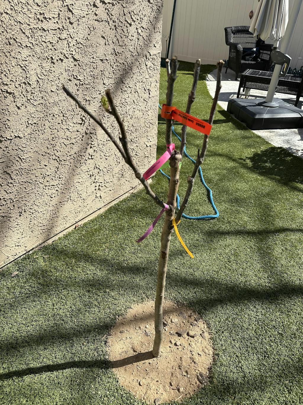 Combo Asian Pear Tree (4 varieties)