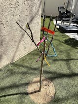 Combo Asian Pear Tree (4 varieties)