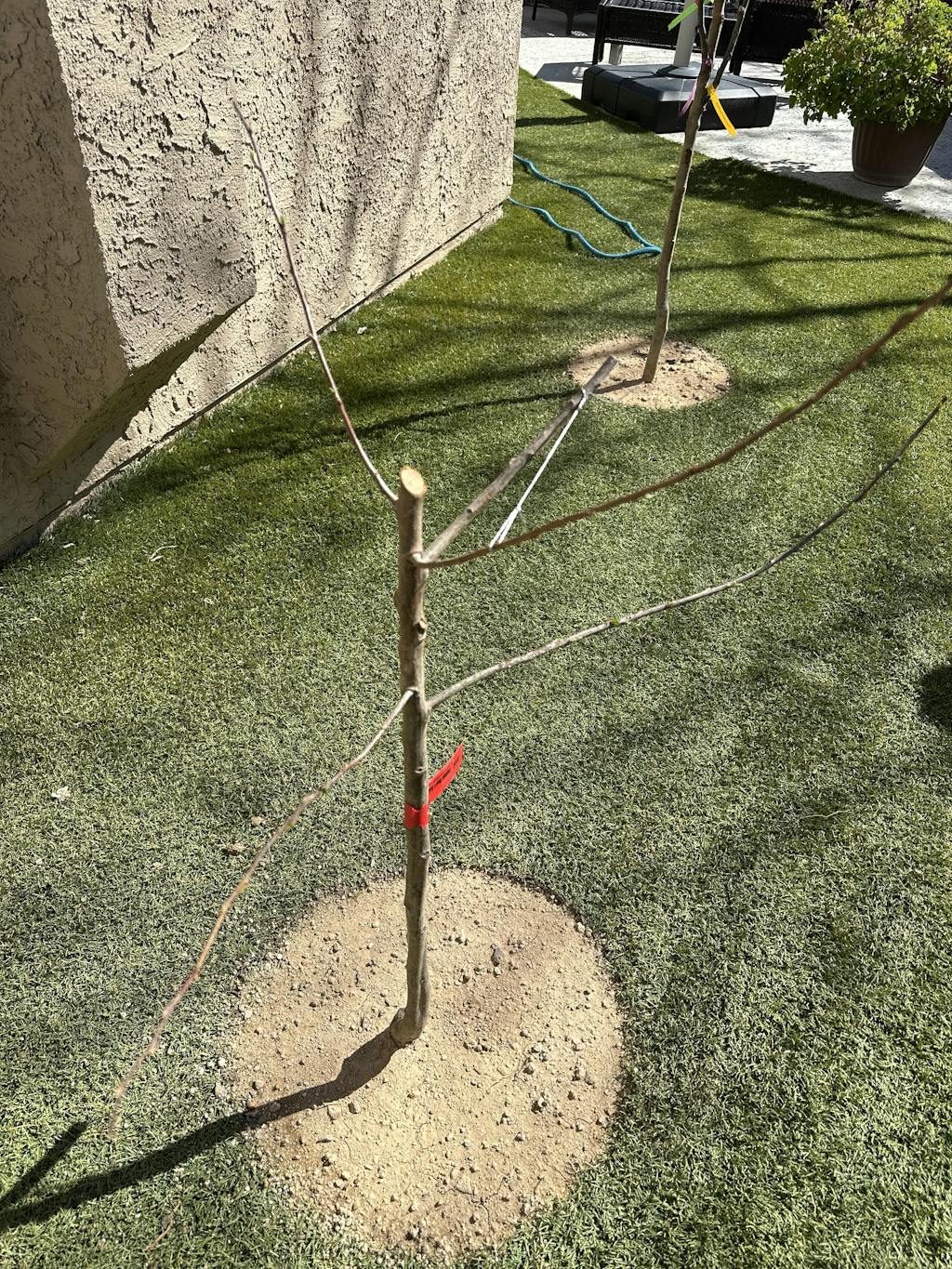 Combo Asian Pear Tree (4 varieties)