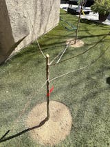 Combo Asian Pear Tree (4 varieties)