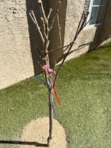 Combo Asian Pear Tree (4 varieties)