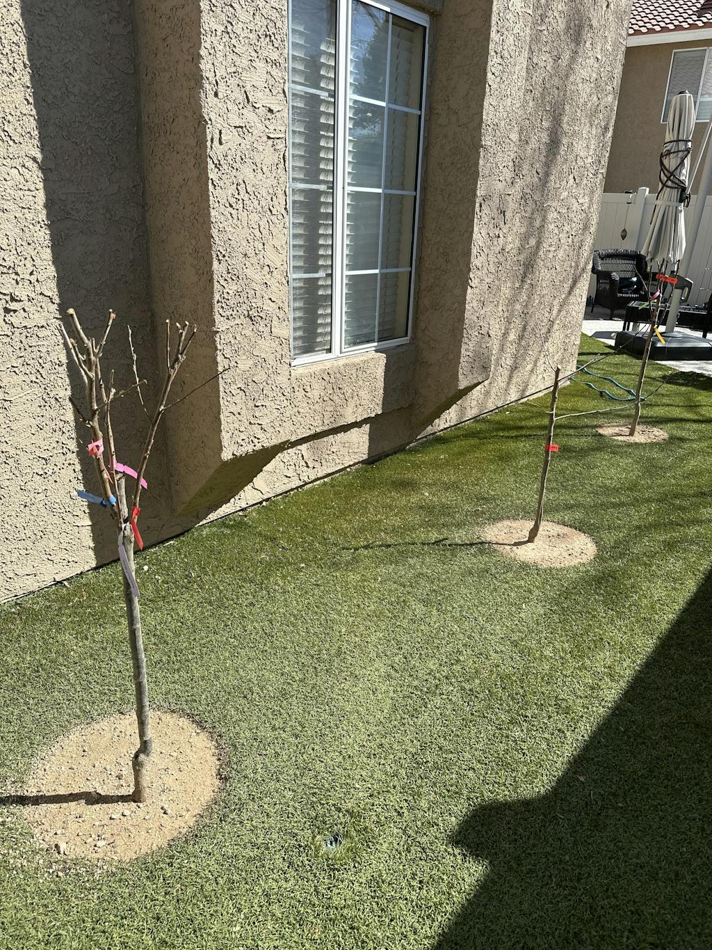 Combo Asian Pear Tree (4 varieties)