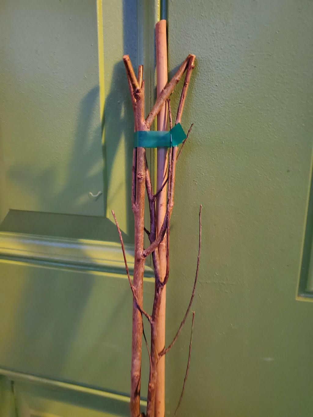 Weeping Santa Rosa Plum — Raintree Nursery