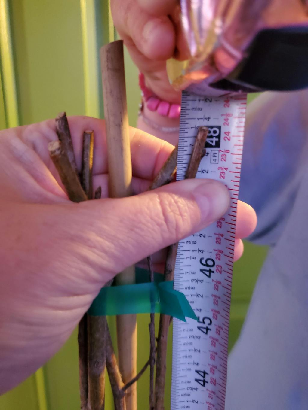 Weeping Santa Rosa Plum — Raintree Nursery