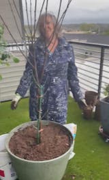 English Morello Cherry