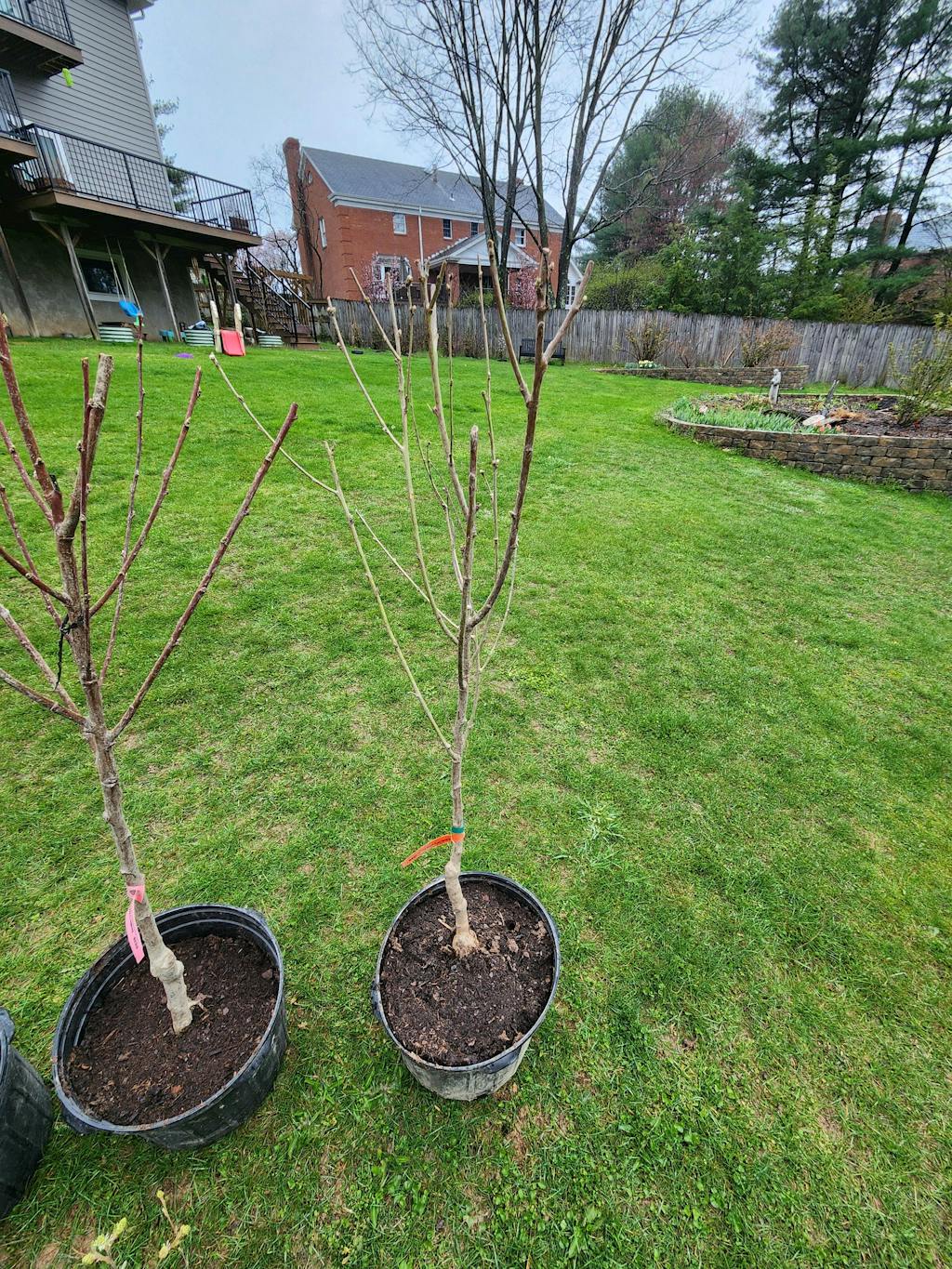 Tri Lite Peach/Plum — Raintree Nursery