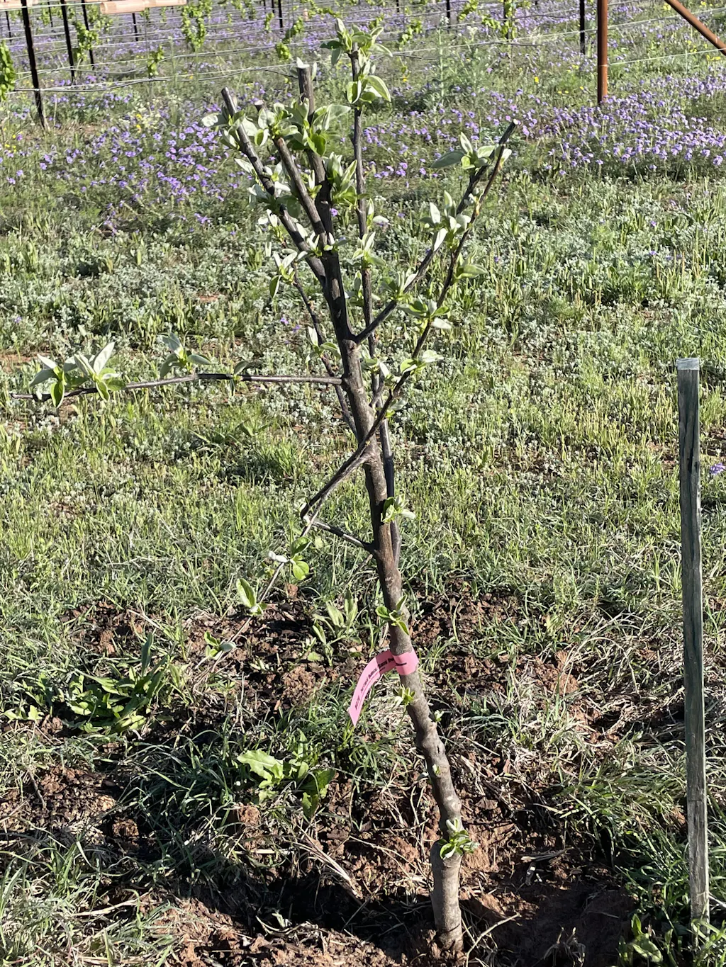 Portugal Quince — Raintree Nursery
