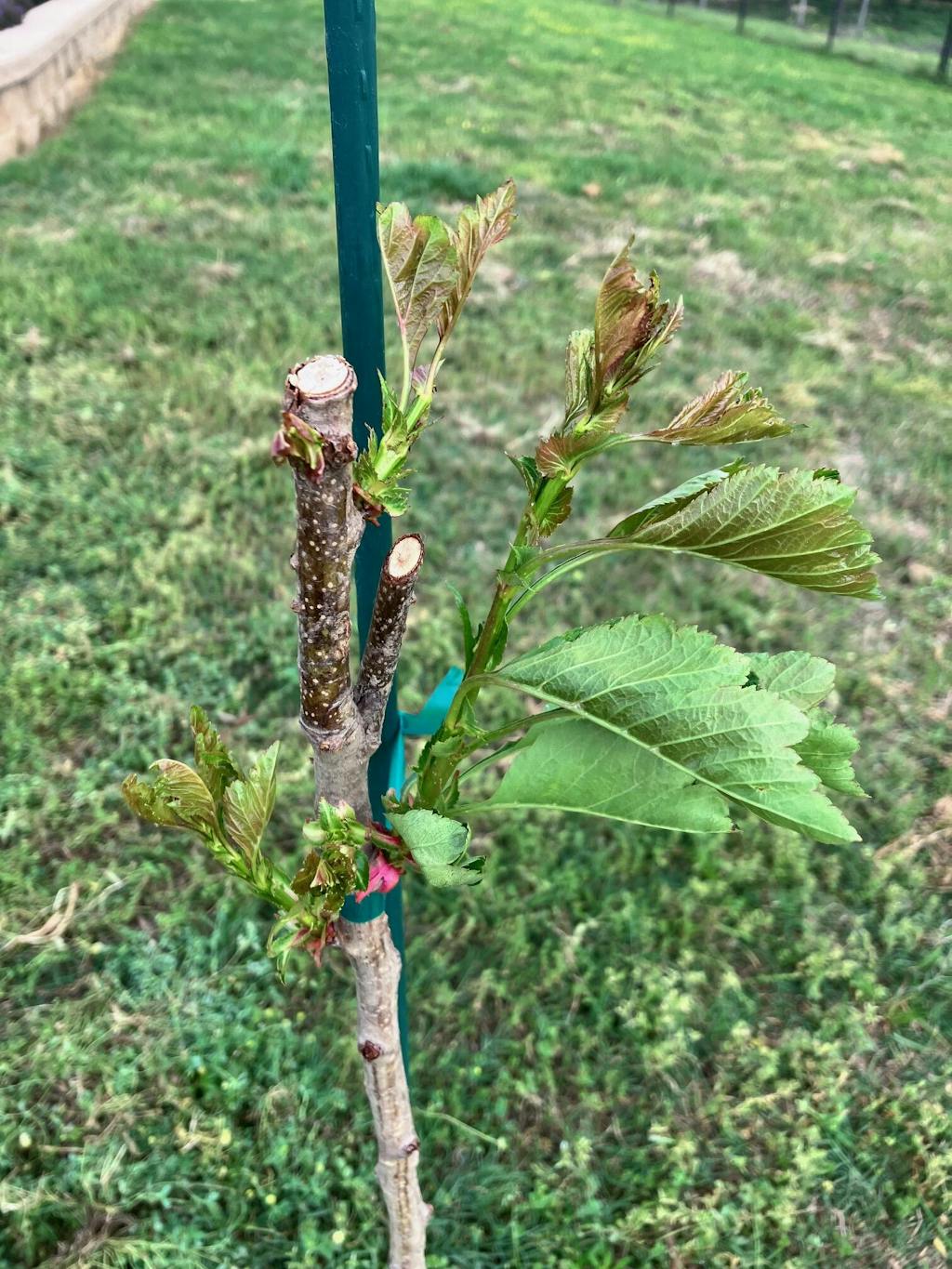 Red Sun Chinese Hawthorn — Raintree Nursery
