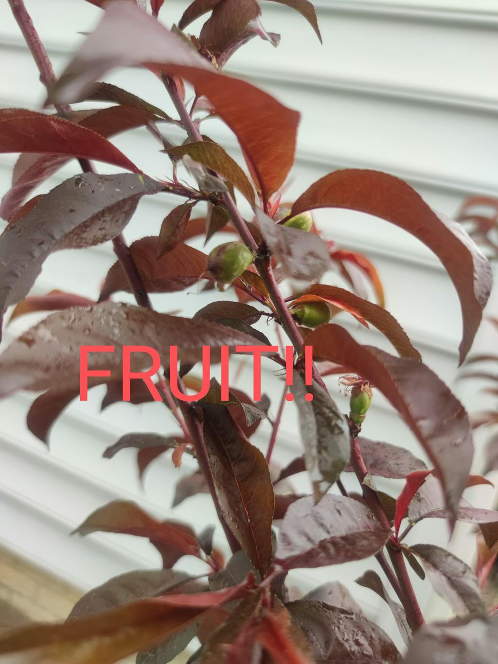 Spice Zee NectaPlum™ — Raintree Nursery
