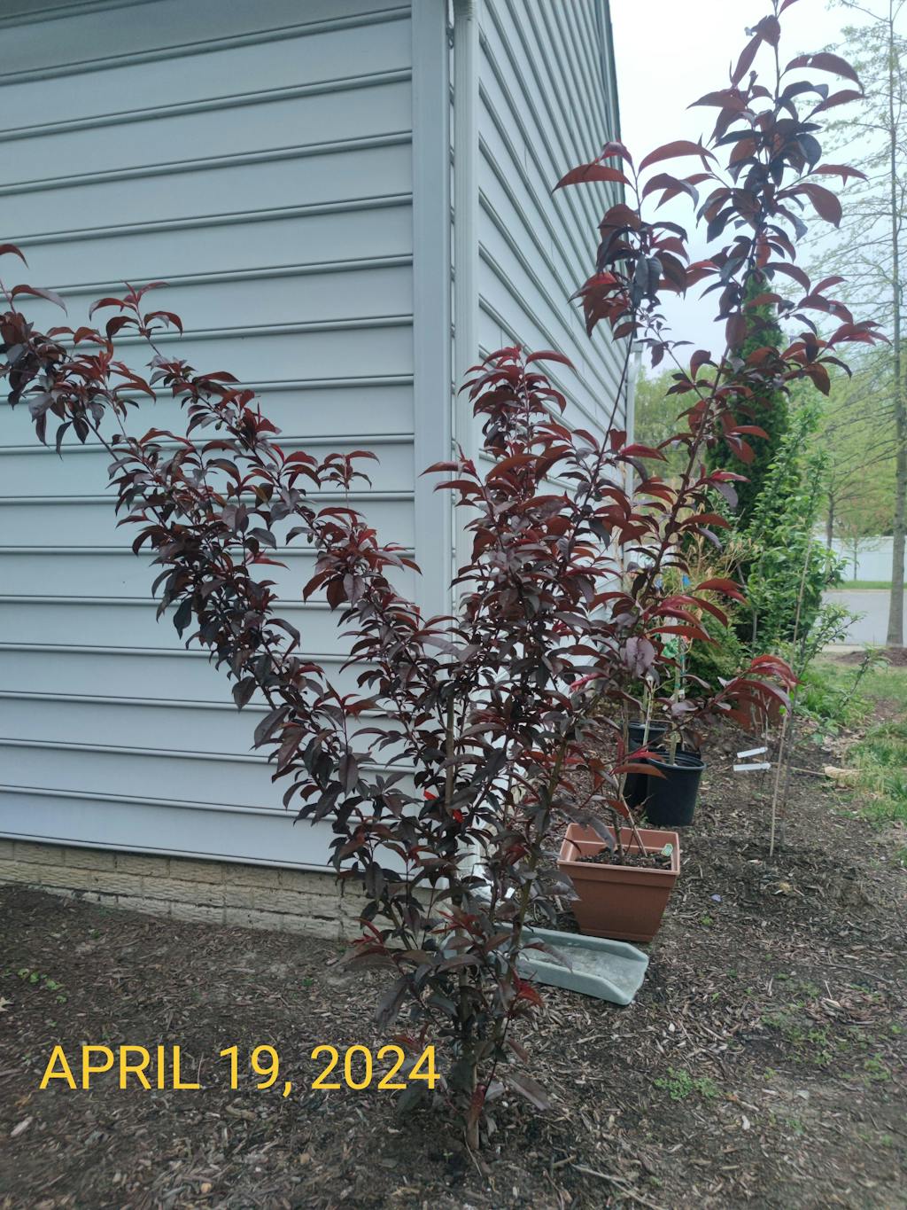 Spice Zee NectaPlum™ — Raintree Nursery