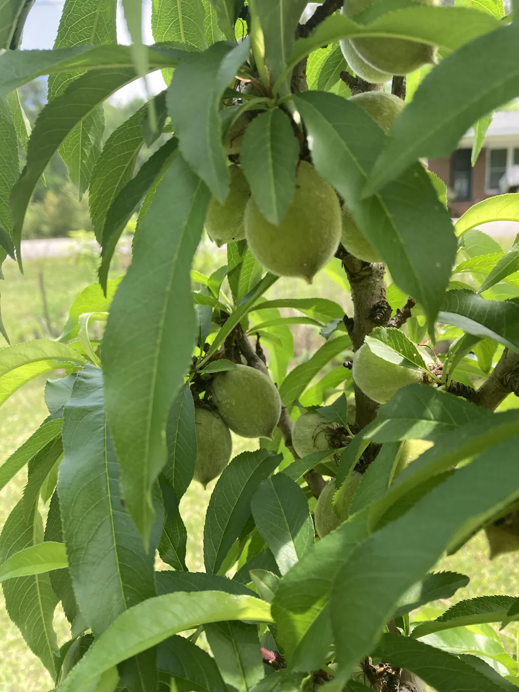 Nectar Babe Nectarine & Pix Zee Peach - Miniature - Raintree Nursery