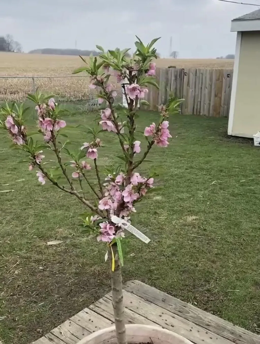 Nectar Babe Nectarine & Pix Zee Peach - Miniature - Raintree Nursery