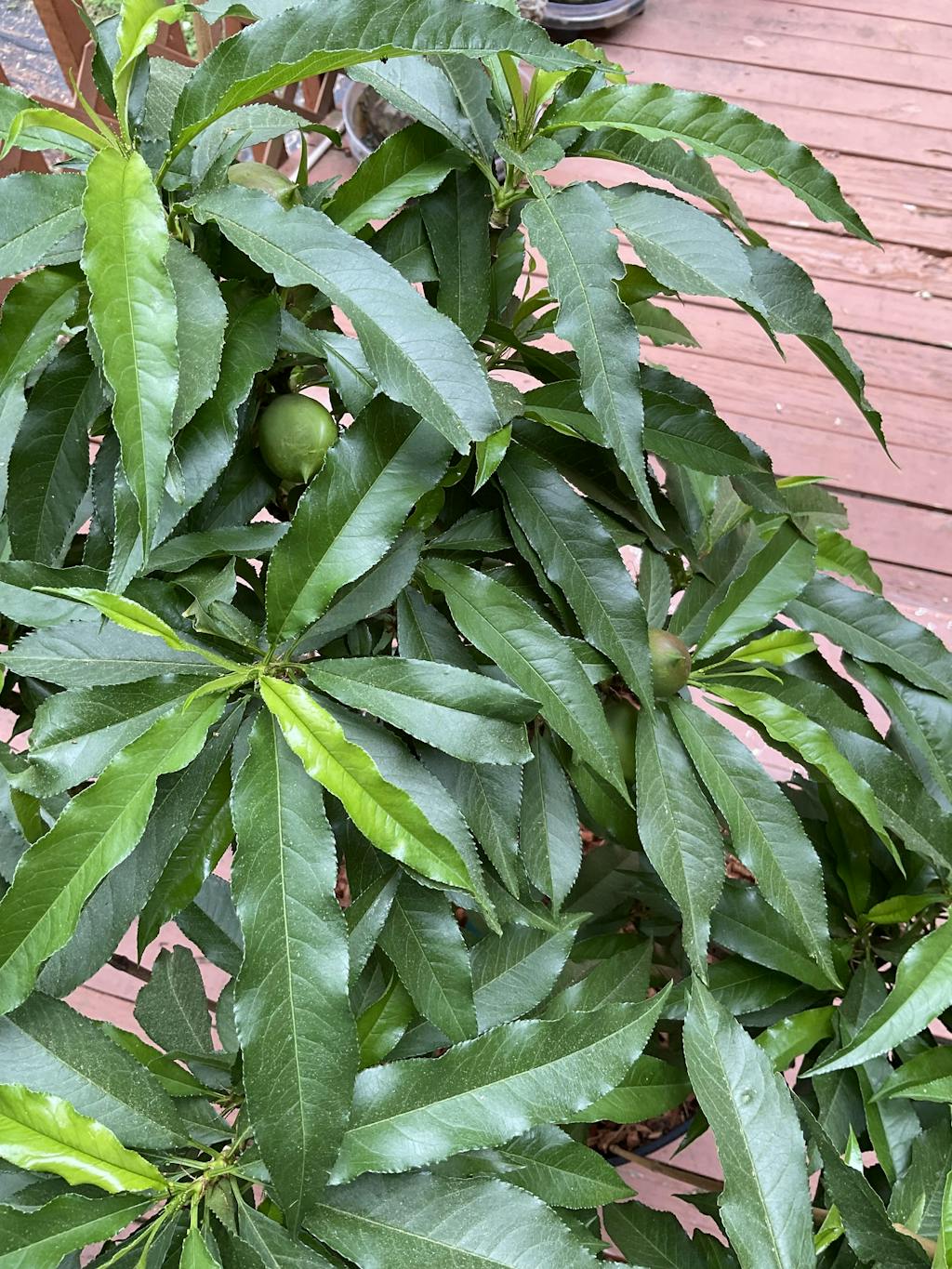 Nectar Babe Nectarine & Pix Zee Peach - Miniature — Raintree Nursery