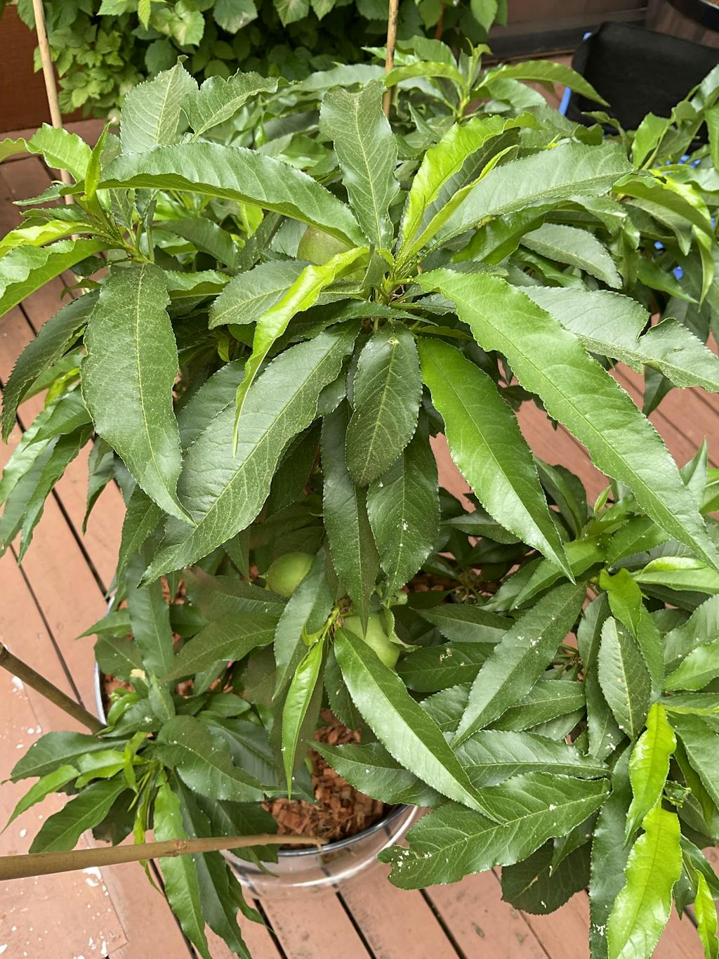 Nectar Babe Nectarine & Pix Zee Peach - Miniature — Raintree Nursery