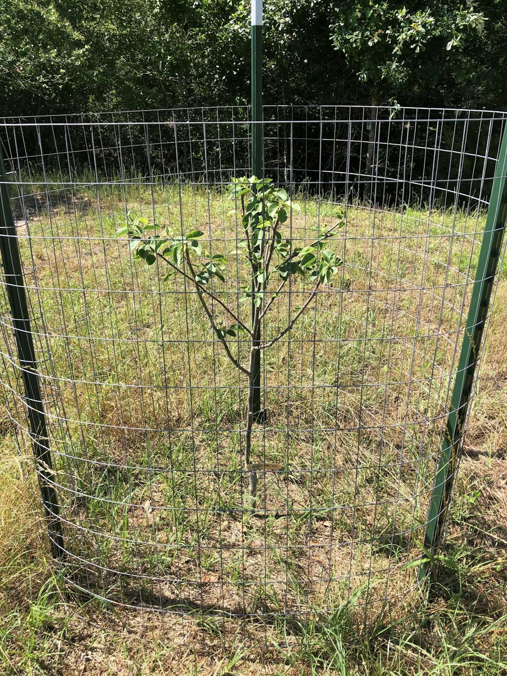 Spalding European Pear — Raintree Nursery
