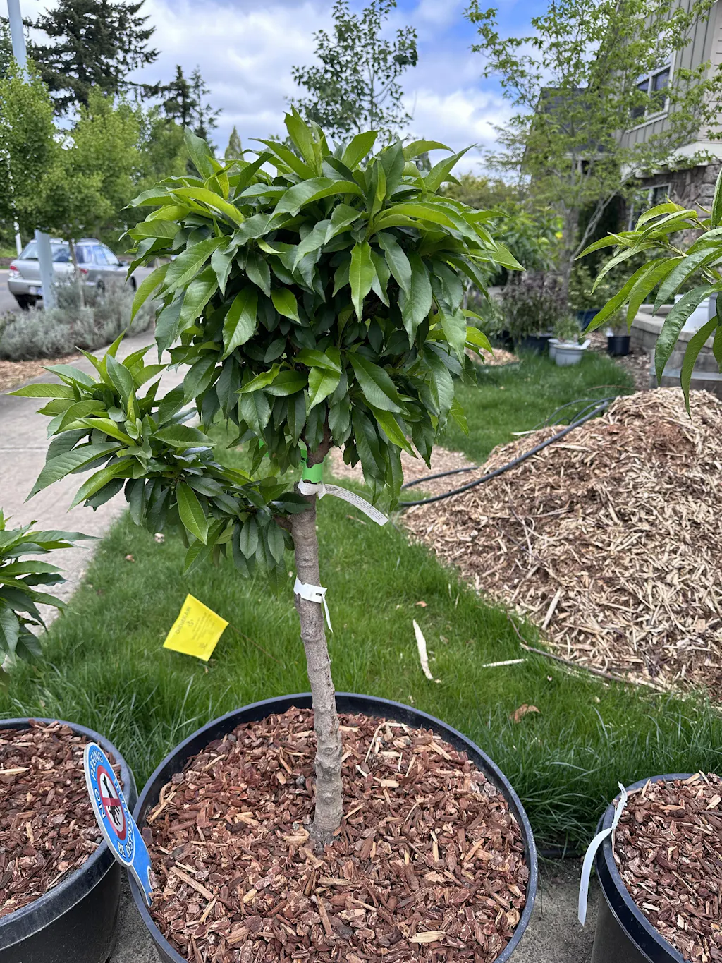 Nectar Babe Nectarine & Pix Zee Peach - Miniature - Raintree Nursery