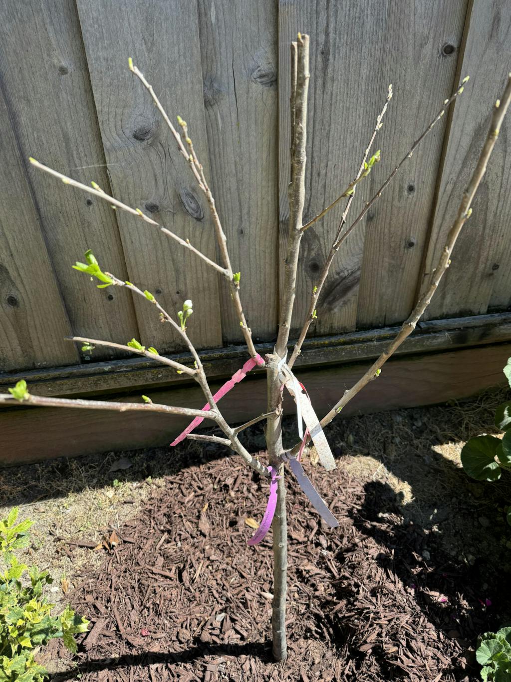 Combo European Plum Tree (5 varieties) — Raintree Nursery