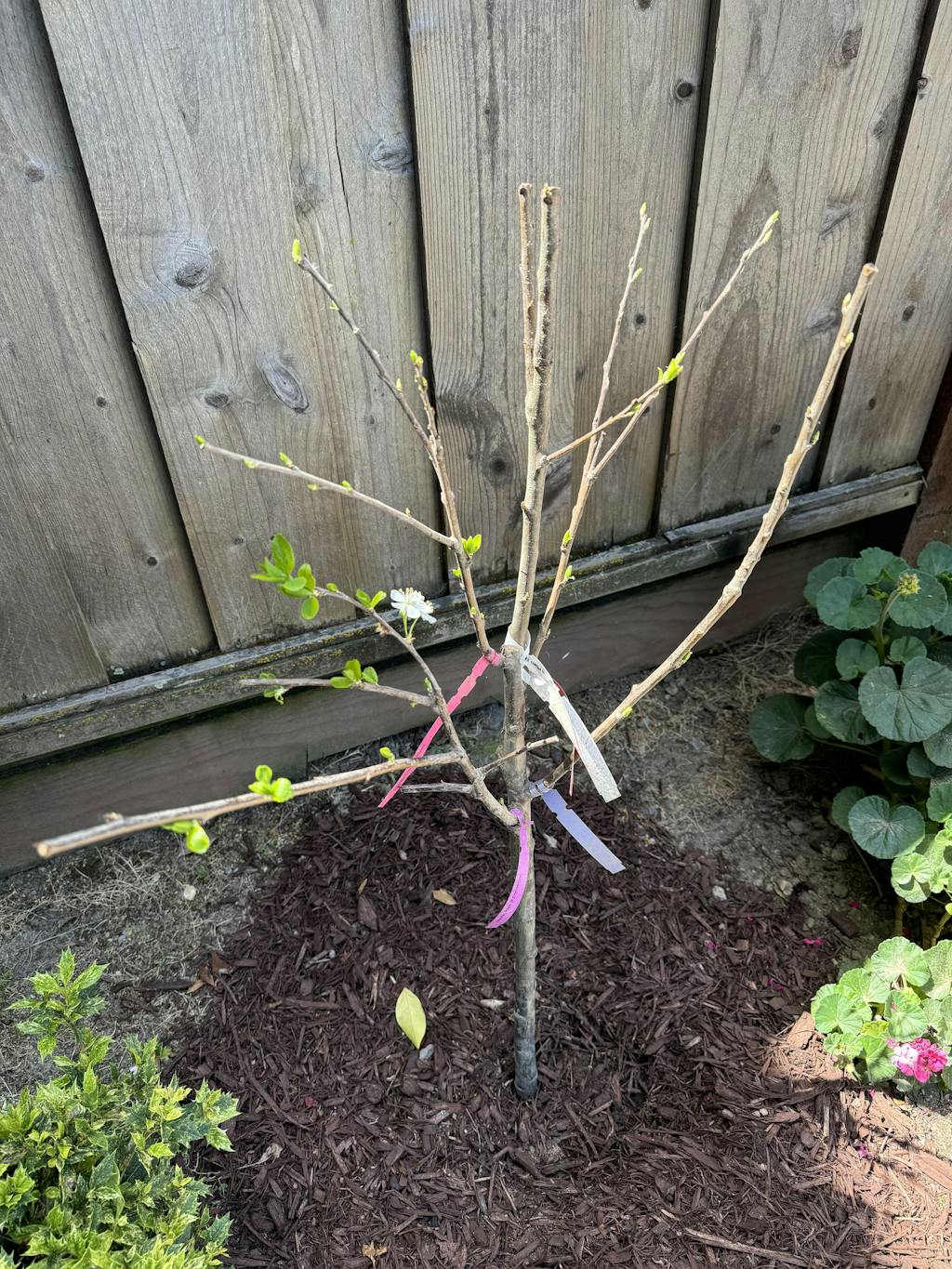 Combo European Plum Tree (5 varieties) — Raintree Nursery