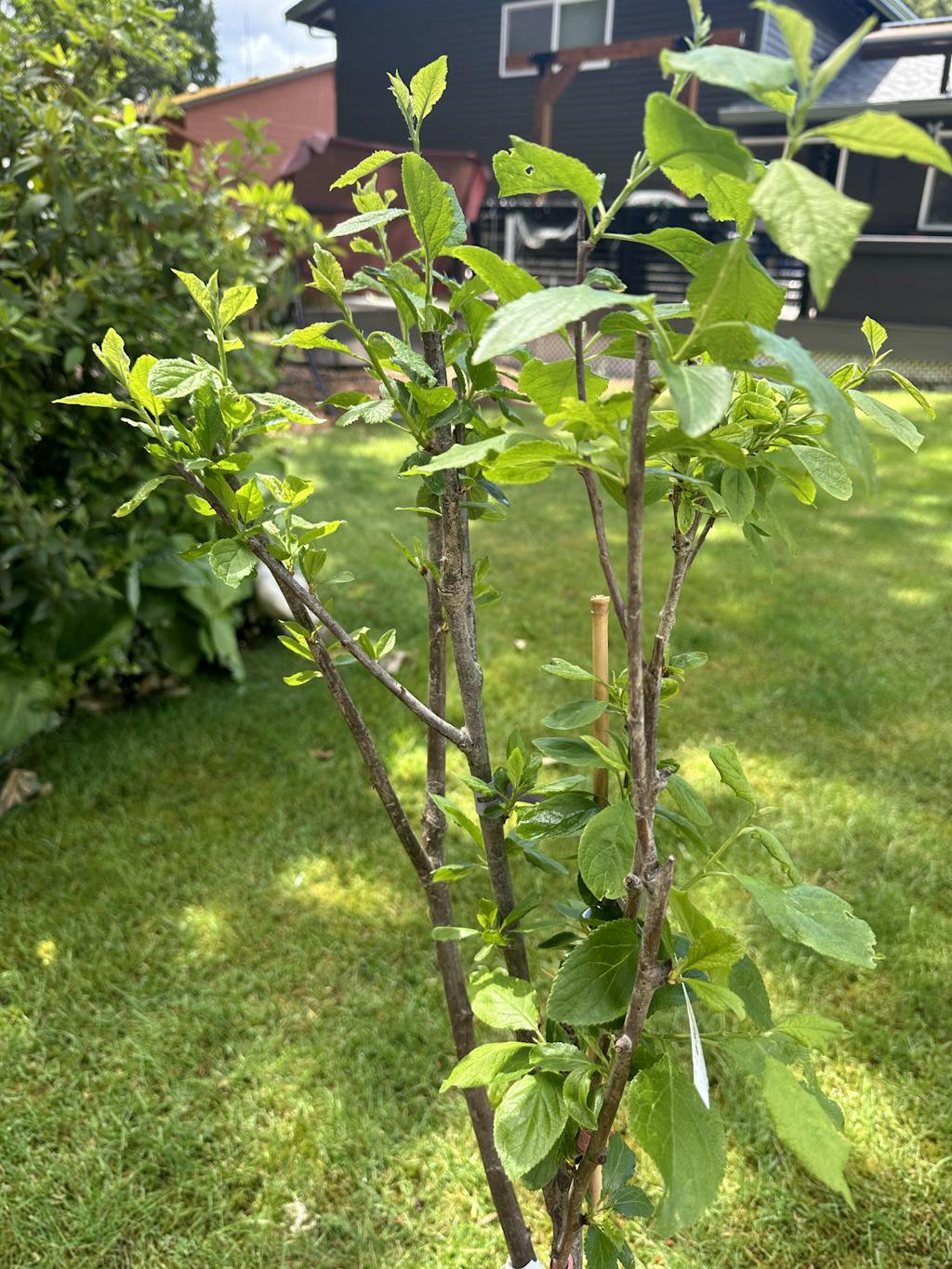 Combo European Plum Tree (5 varieties) — Raintree Nursery