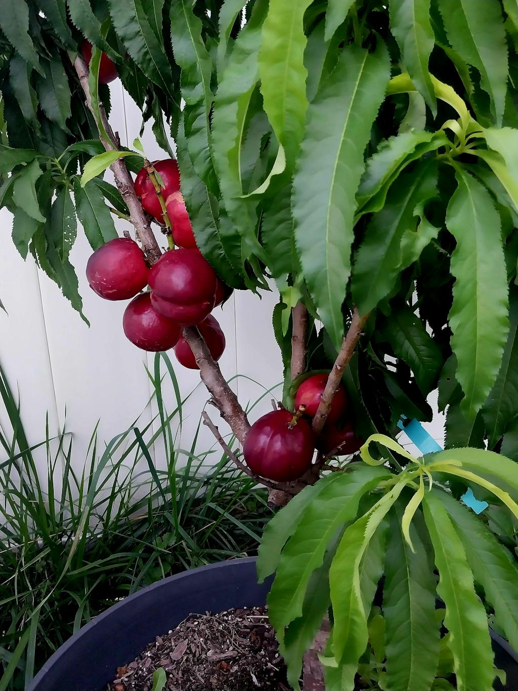 Arctic Babe Miniature Nectarine/Lovell — Raintree Nursery