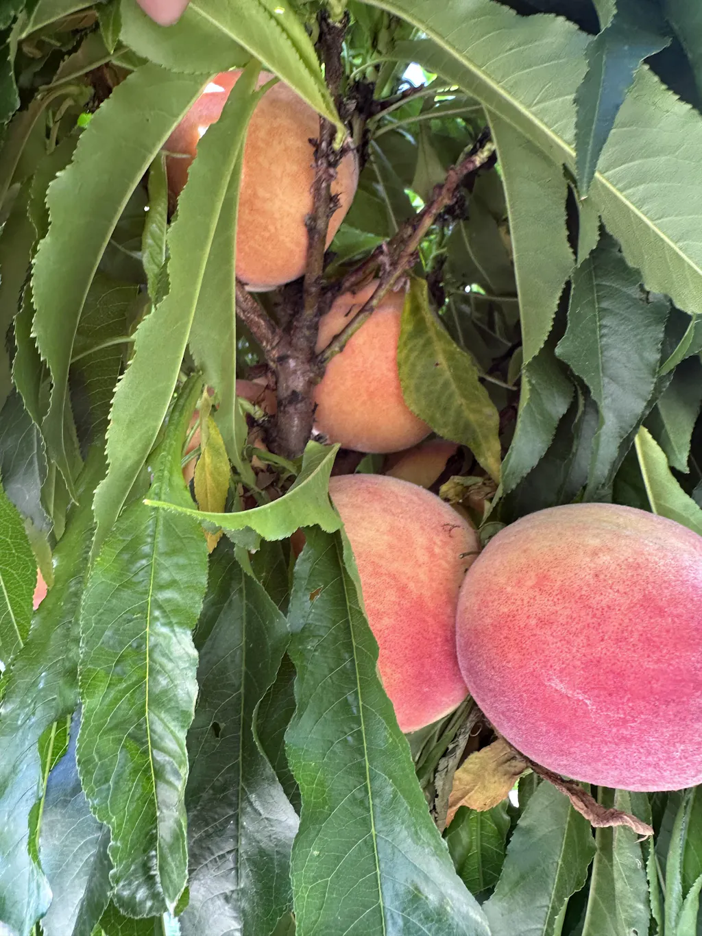 Nectar Babe Nectarine & Pix Zee Peach - Miniature - Raintree Nursery