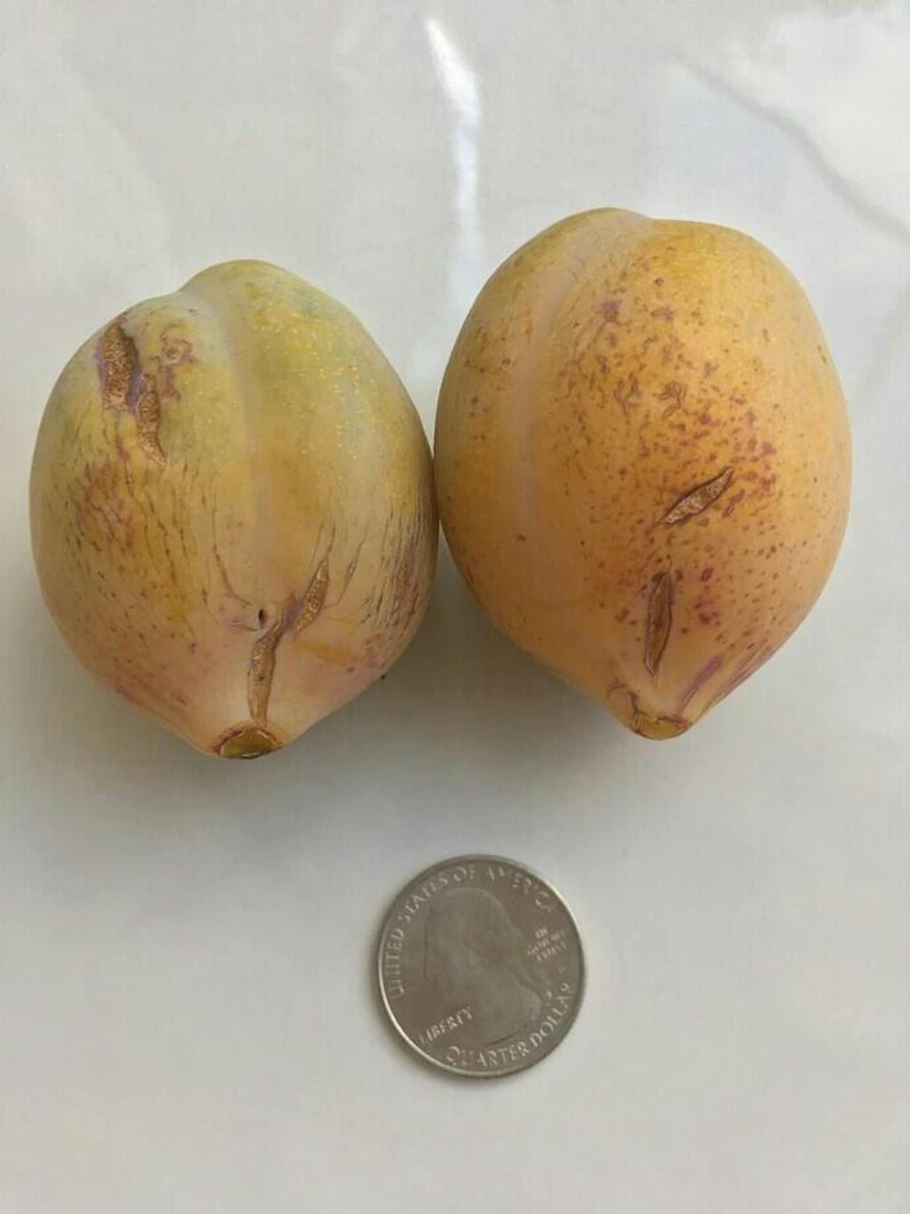 Coe's Golden Drop European Plum — Raintree Nursery