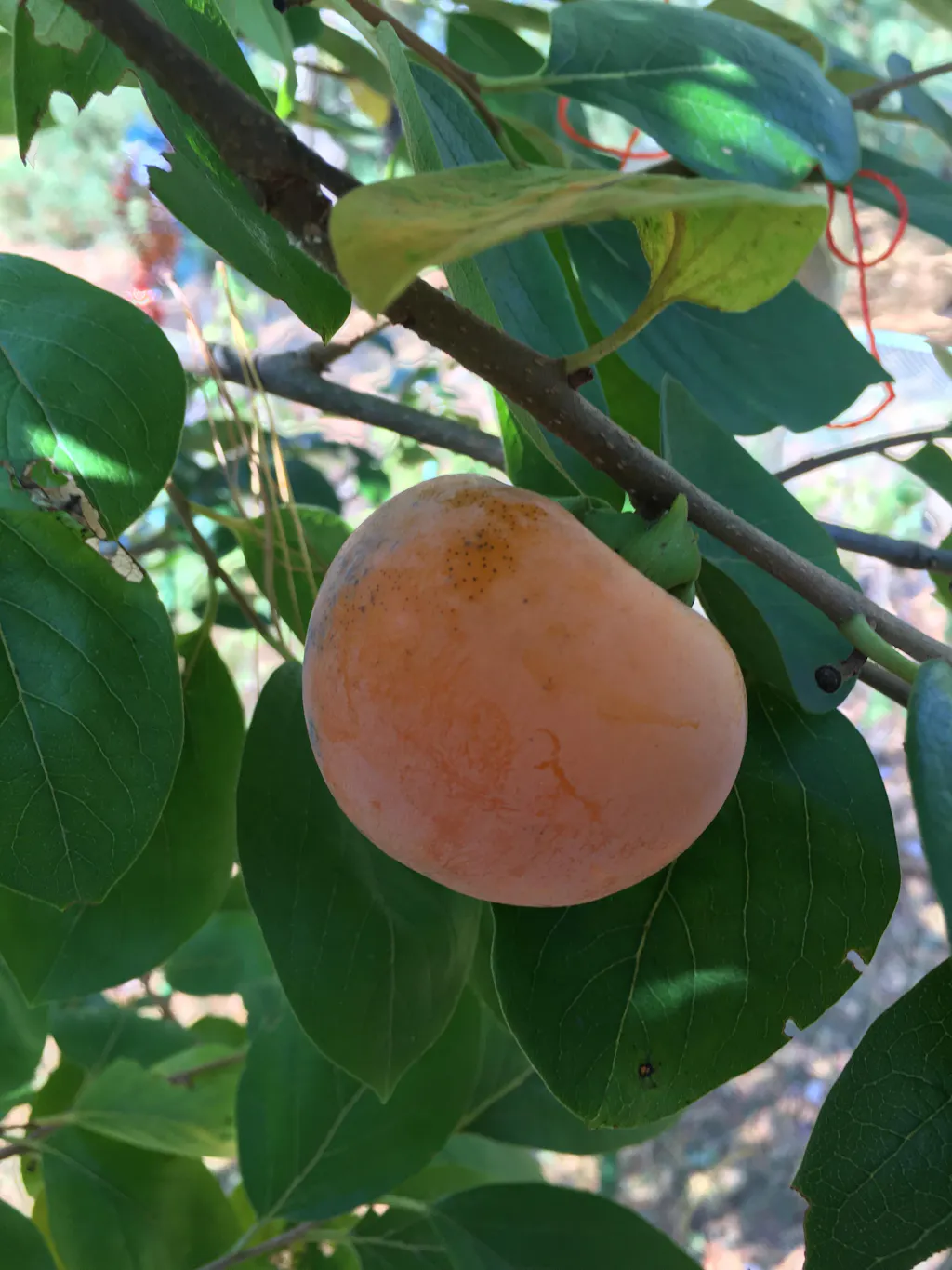 Nikita's Gift Persimmon Tree - Raintree Nursery
